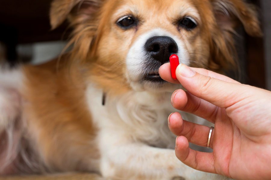 How To Give Your Pet Oral Medication Tutorial IndyVet IndyVet