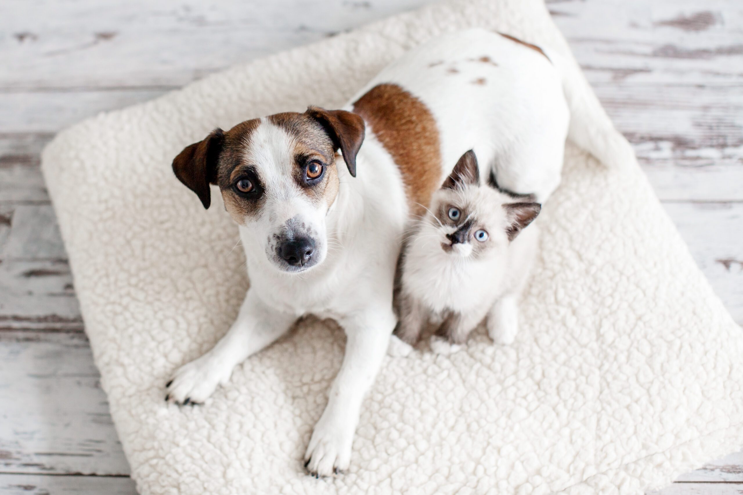 Heartworm Disease in Dogs and Cats - IndyVet