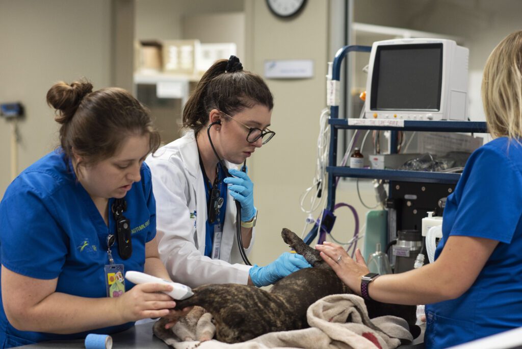 Careers - IndyVet - Join Our Amazing Team Today!